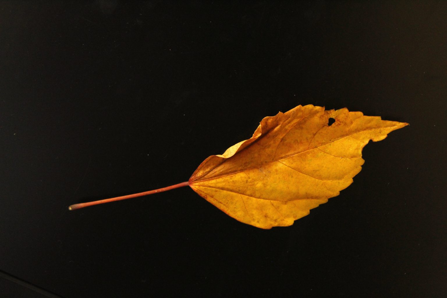 Art Inspired by Nature: Why Artists Always Return to It